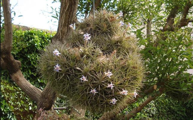 ¿De qué vive el clavel del aire?