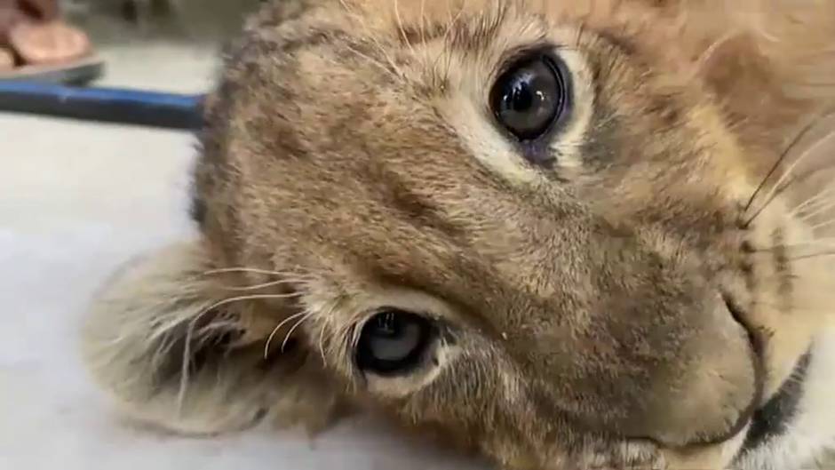 Crían a dos cachorros de león como mascotas
