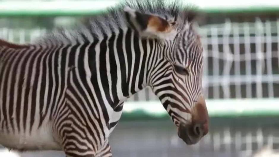 Nace una nueva cebra de Grevy en el único zoo de México con esta especie