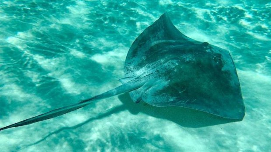 Raya: el pescado ideal si quieres perder peso