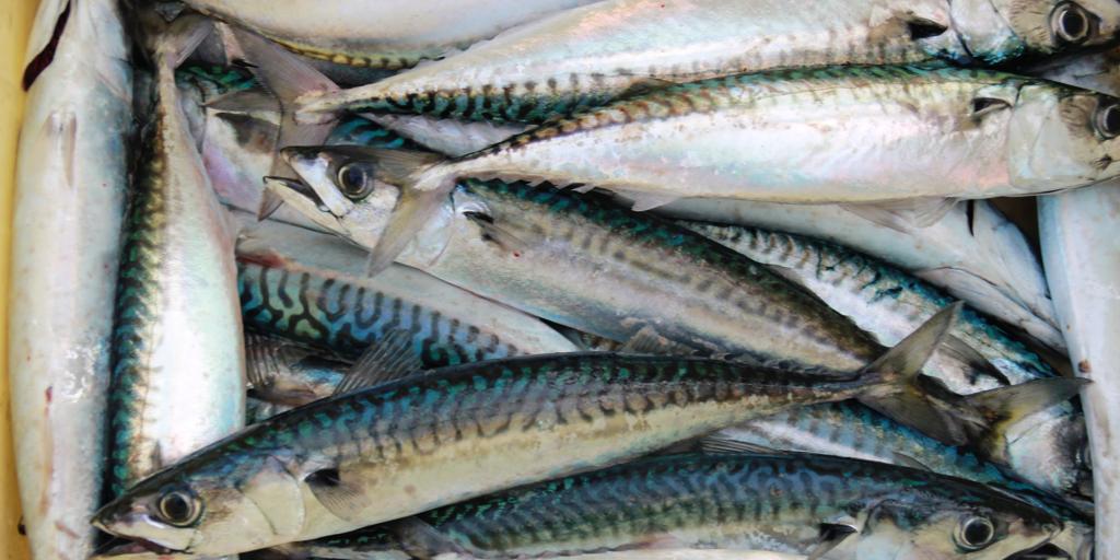 Jurel: un peligroso pescado rico en proteínas