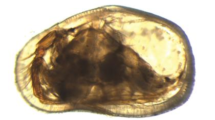 Hacerse el machote lleva a la extinción