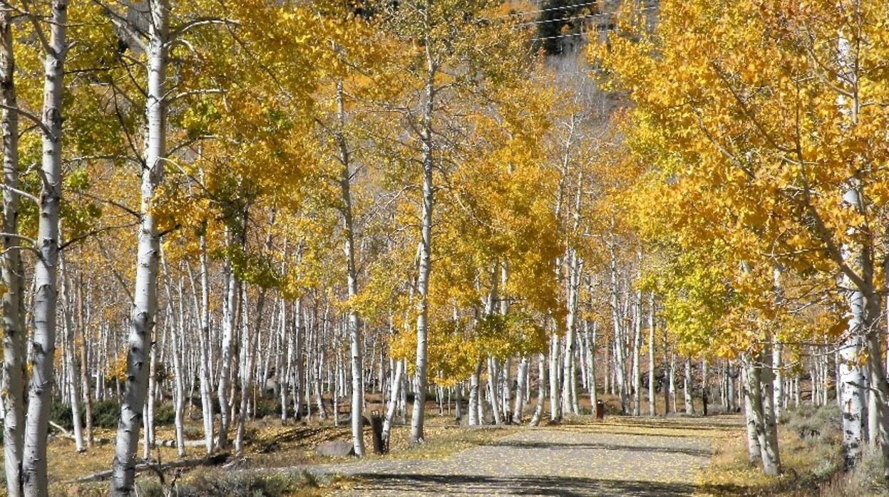 La agonía de Pando, el ser vivo de 80.000 años que está a punto de morir