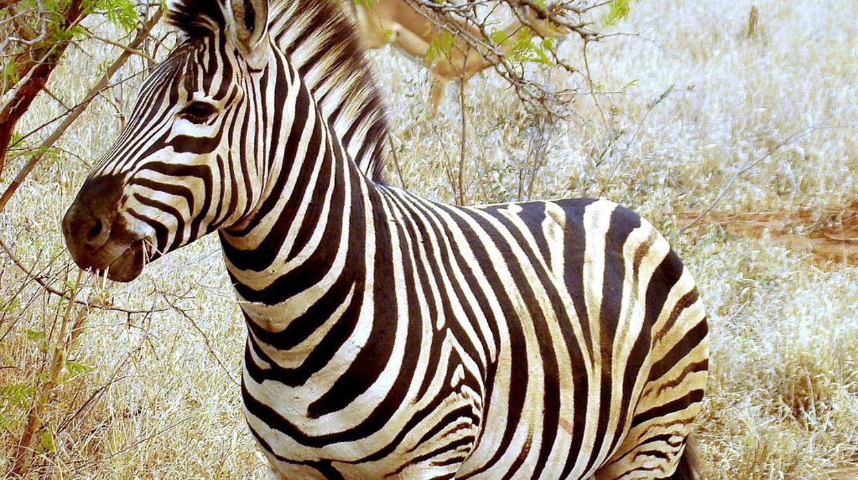 Caballos disfrazados ayudan a entender por qué las cebras tienen rayas