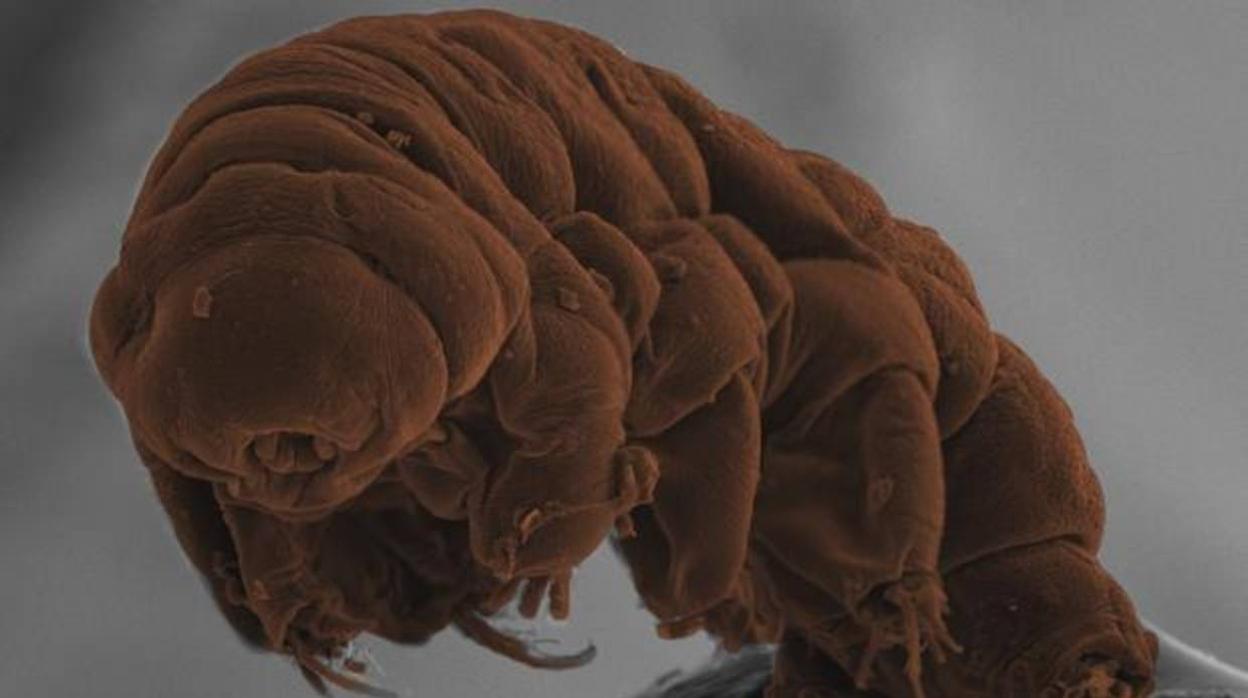 ¿Han sobrevivido cientos de tardígrados en la Luna?