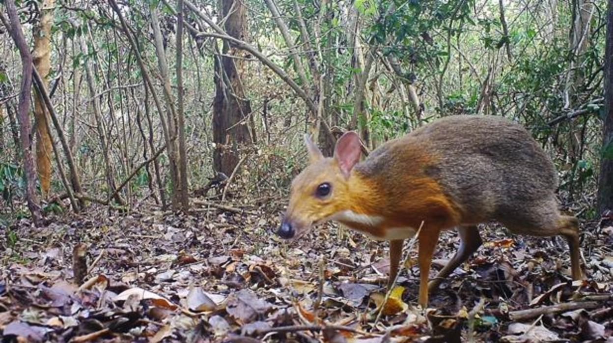 Así es el ciervo ratón
