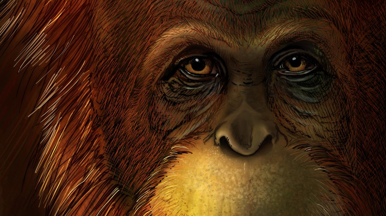 Un diente revela la historia del simio más grande que jamás haya existido