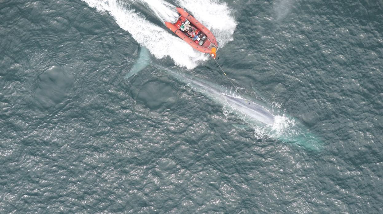 La primera grabación del corazón de una ballena azul sorprende a los ...
