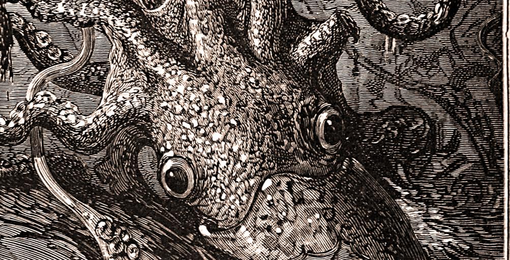 El genoma del calamar gigante, casi tan grande como el humano