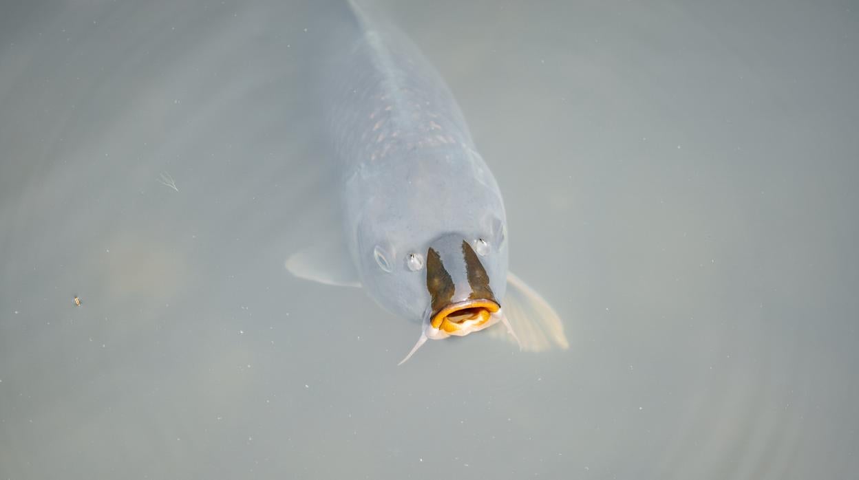 Revelan el enigma de cómo puede haber peces en lagos remotos y aislados