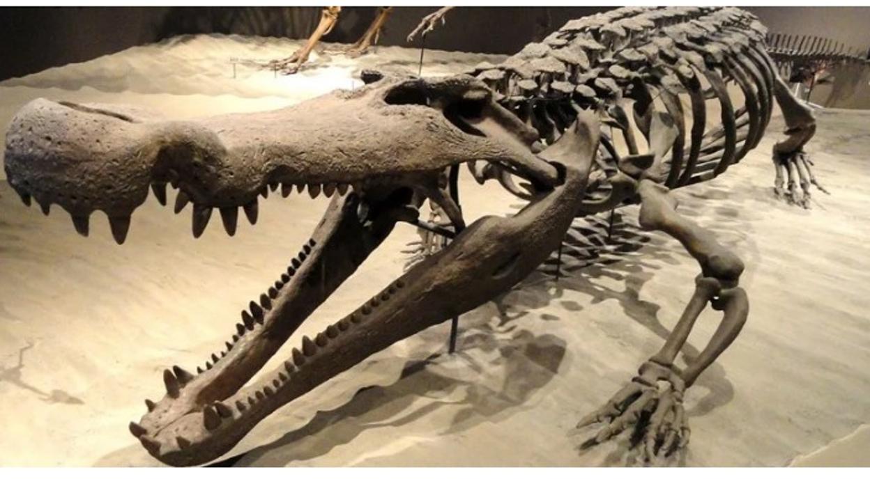 «Deinosuchus», el monstruoso cocodrilo que cazaba dinosaurios «Deinosuchus», el monstruoso cocodrilo que cazaba dinosaurios