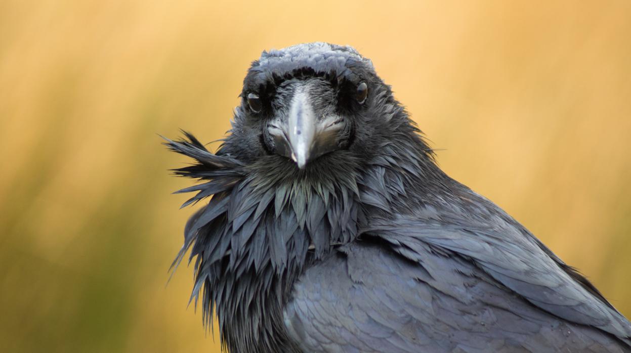 Ante ustedes un cuervo, un ser con consciencia