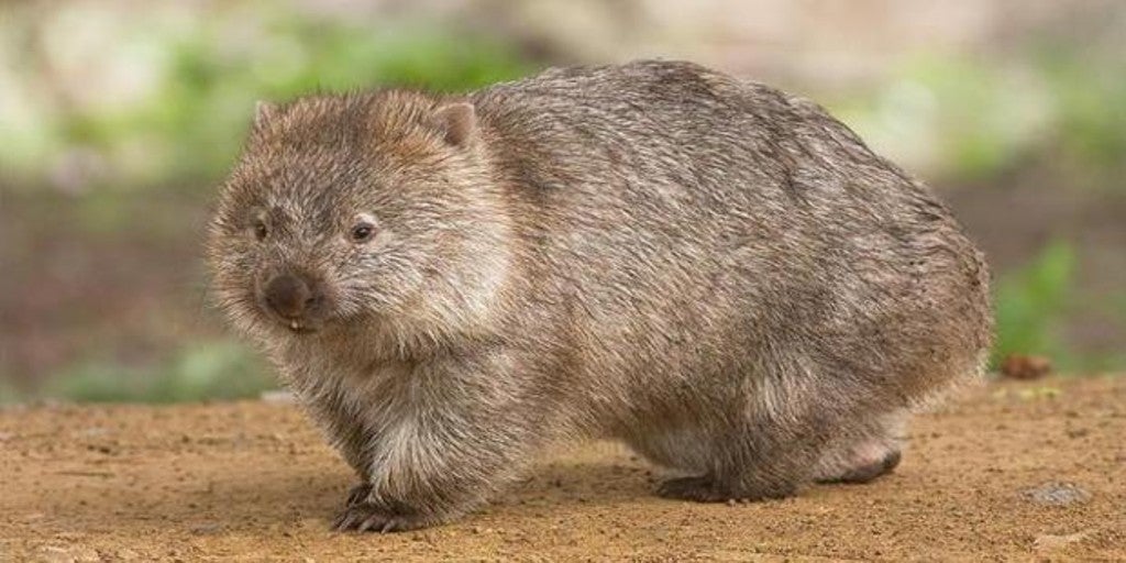 La explicación científica a por qué los wombats hacen caca cúbica