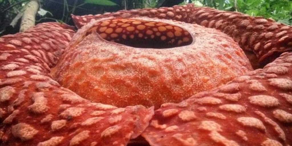 La historia detrás de la extraña y apestosa flor más grande del mundo