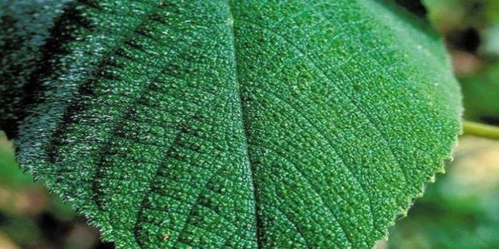 Fitohormonas: las moléculas que dan vida a las plantas