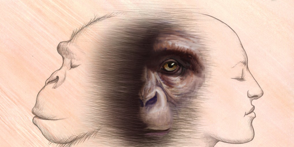 El enigma del último ancestro común de simios y humanos