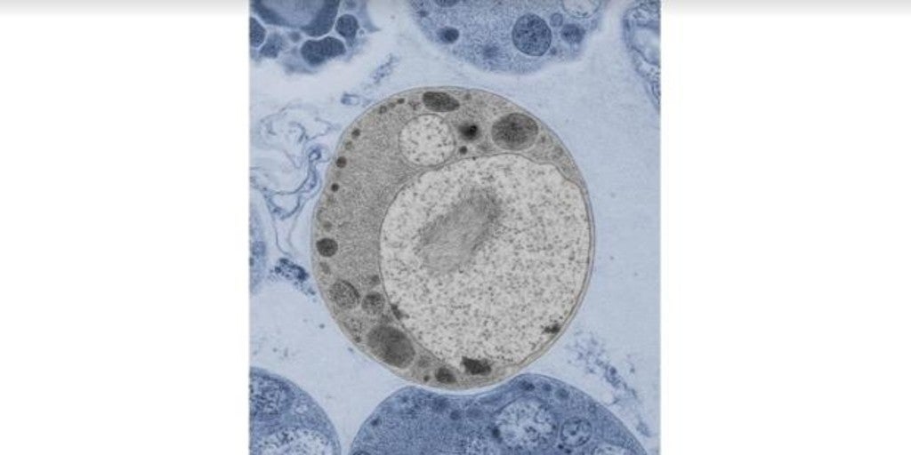 LUCA, el primer ser vivo de la Tierra, era una bacteria