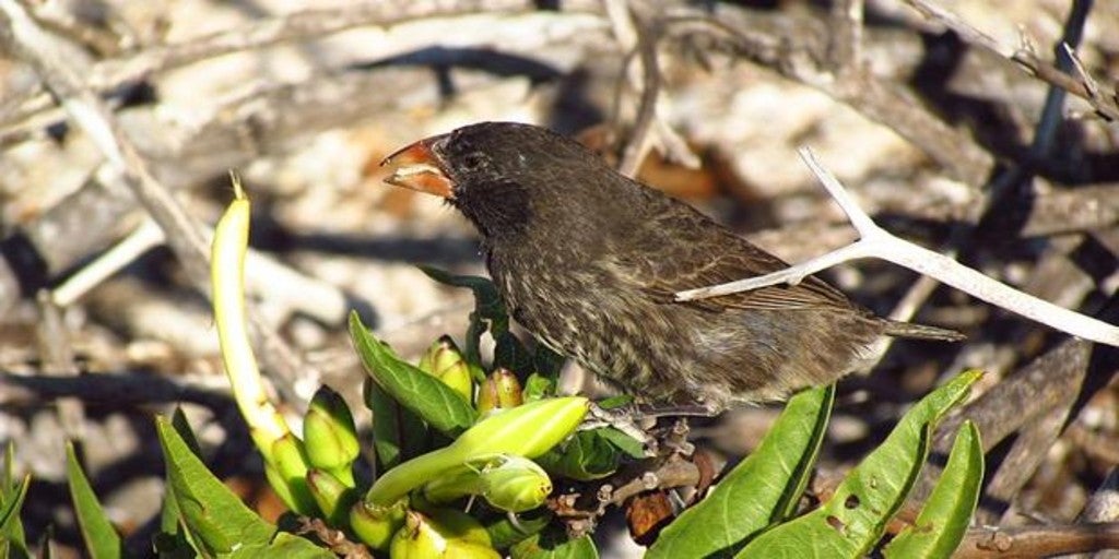 Las aves que no pudo estudiar Darwin nos ayudan ahora a entender la ...