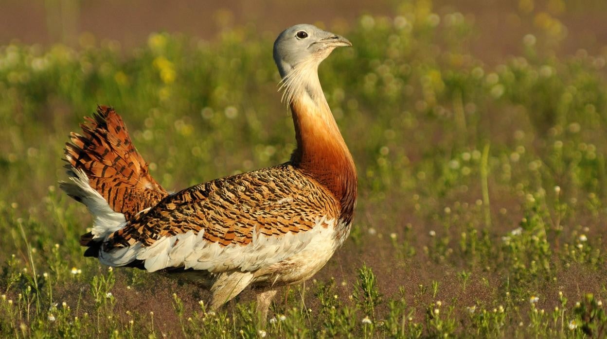 El lek, uno de los más fascinantes cortejos del reino animal