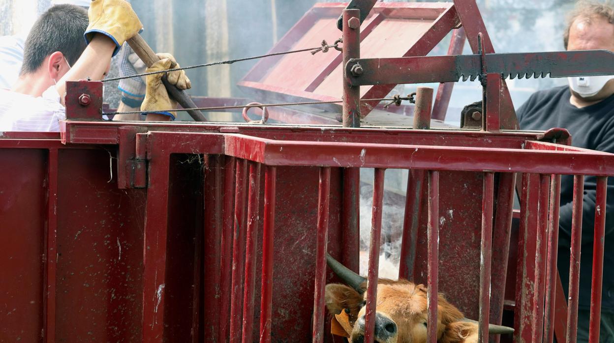 Así se vive un herradero en las ganaderías de toros bravos en tiempos ...