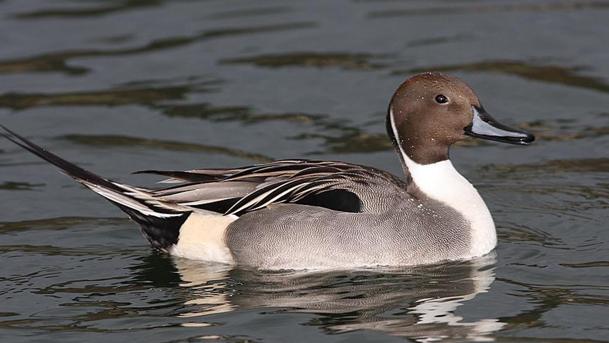 El ánade rabudo, la difícil caza del colijunco
