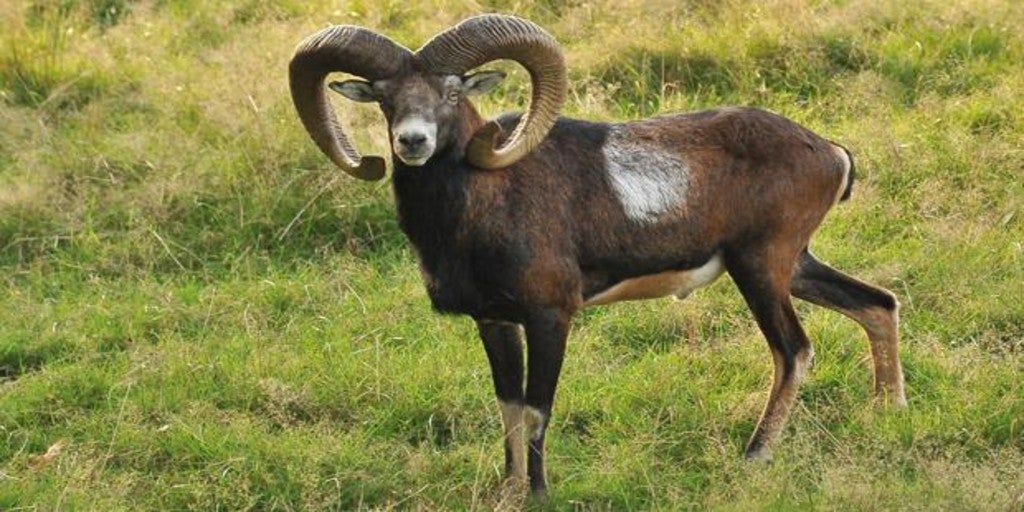 Muflón, un viaje de ida y vuelta