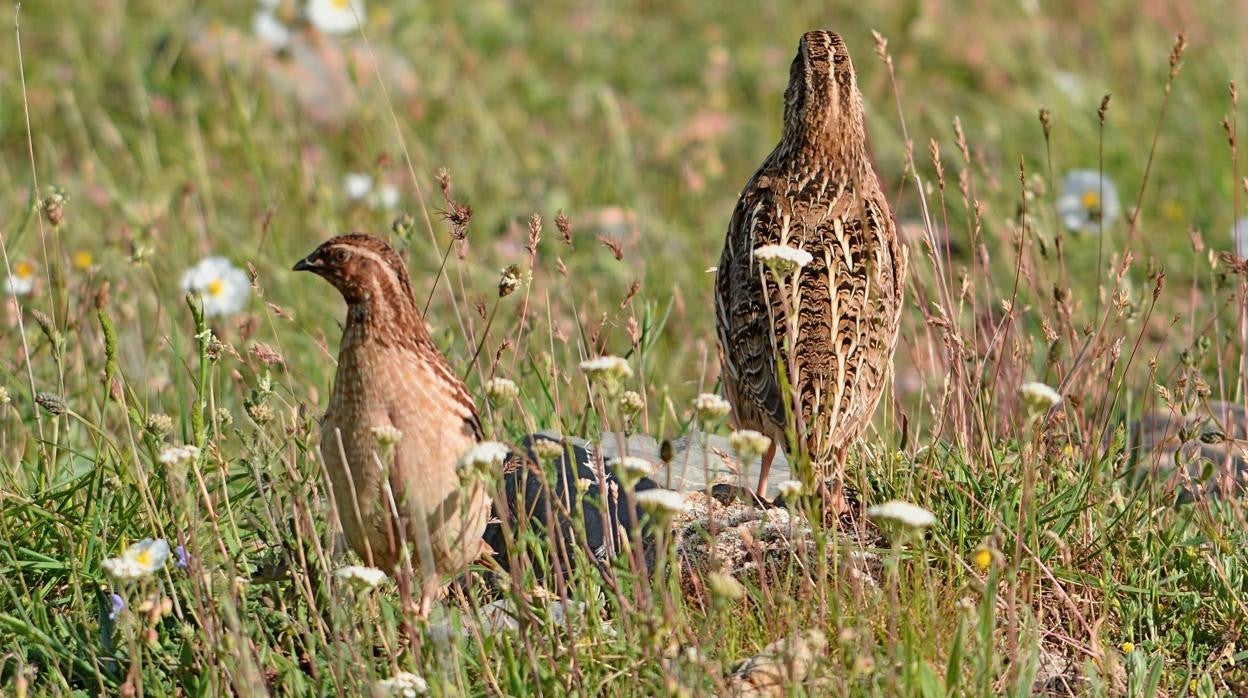 Una visión científica sobre la codorniz