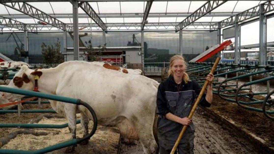 Así cuidan a las 35 vacas que «flotan» en la primera granja construida ...