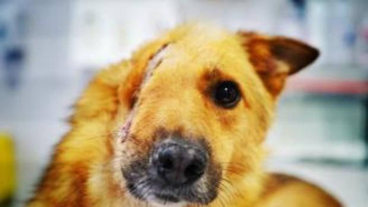 Así han salvado la vida a Sky, el perro al que le partieron la cabeza ...