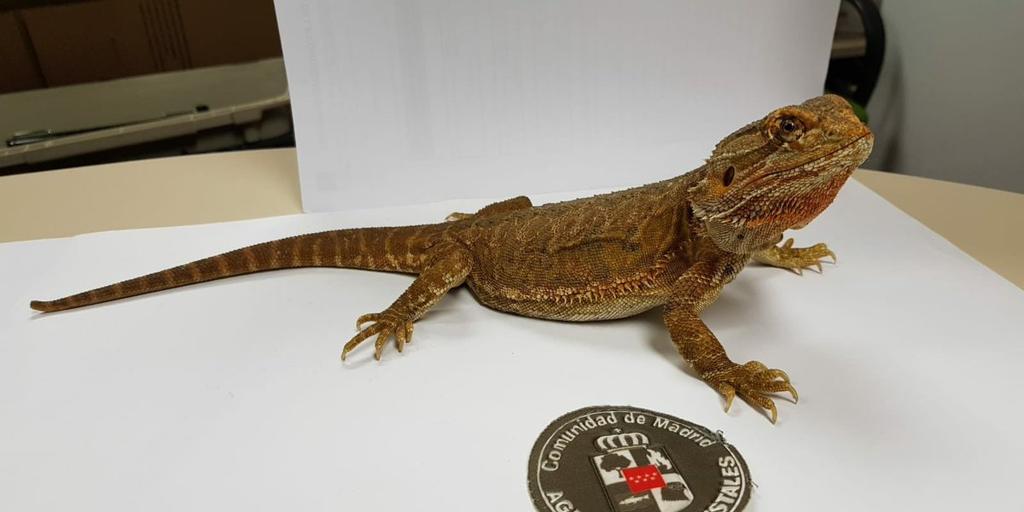 Hallan un dragón barbudo de Australia en un chalé de la Sierra