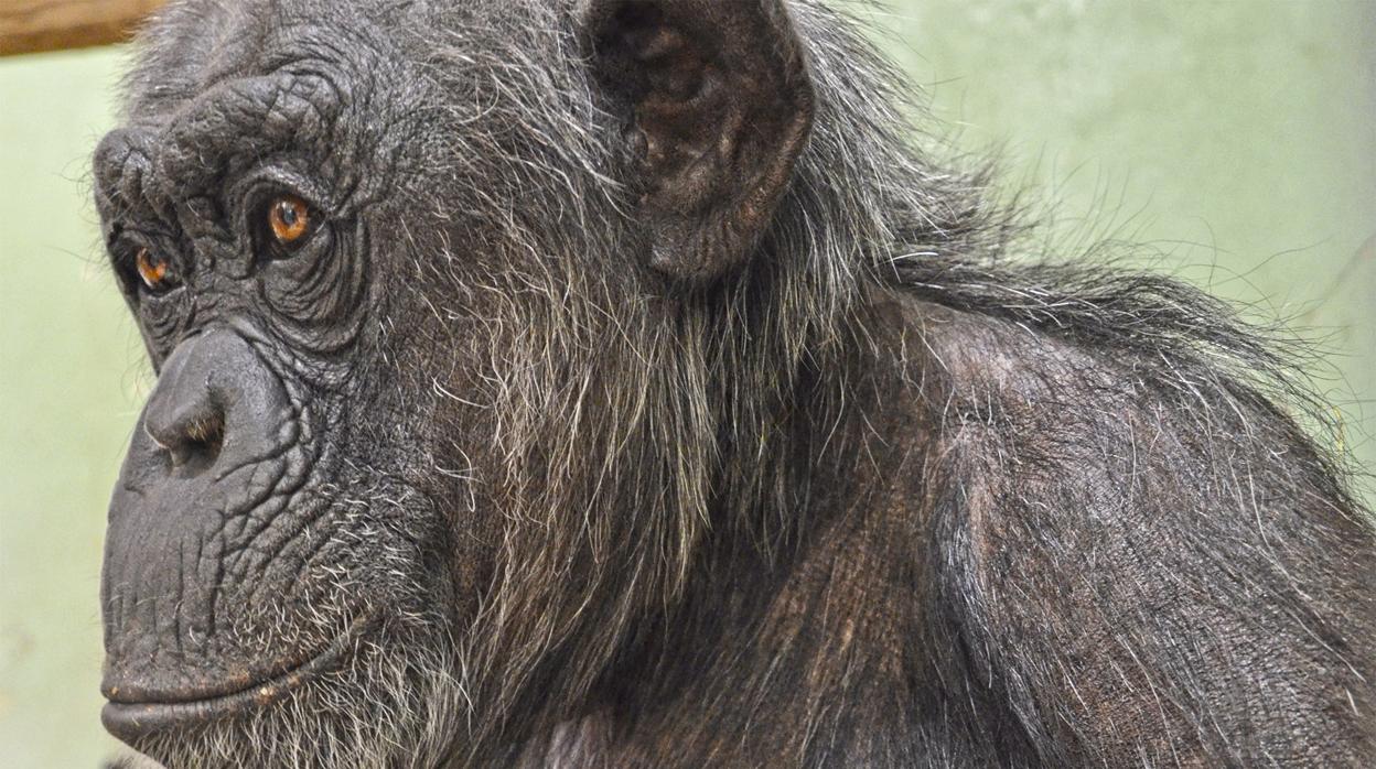 El excepcional nacimiento de mellizos de chimpancé en peligro de extinción