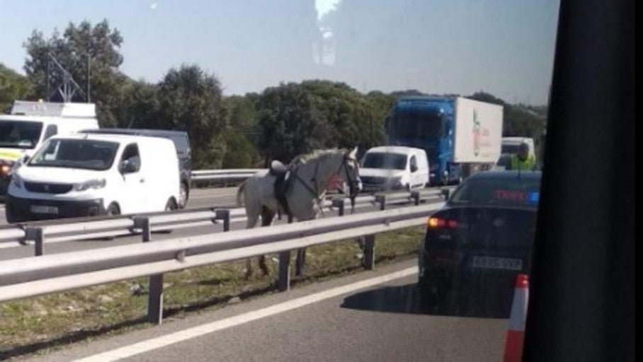 Un caballo desbocado provoca graves retenciones en la A-5
