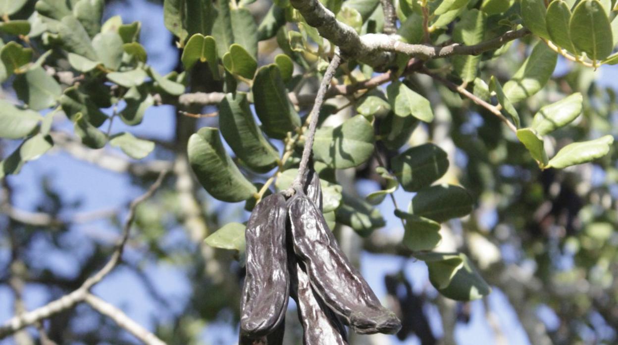 La algarroba, un superalimento recomendado en EEUU para prevenir el ...