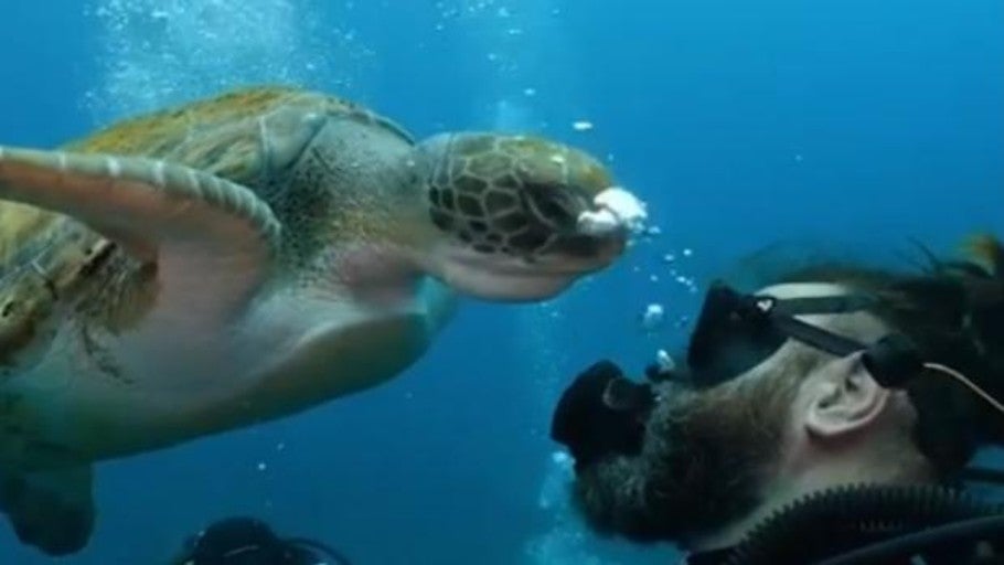 Vídeo: la tortuga de Canarias que demuestra «empatía»