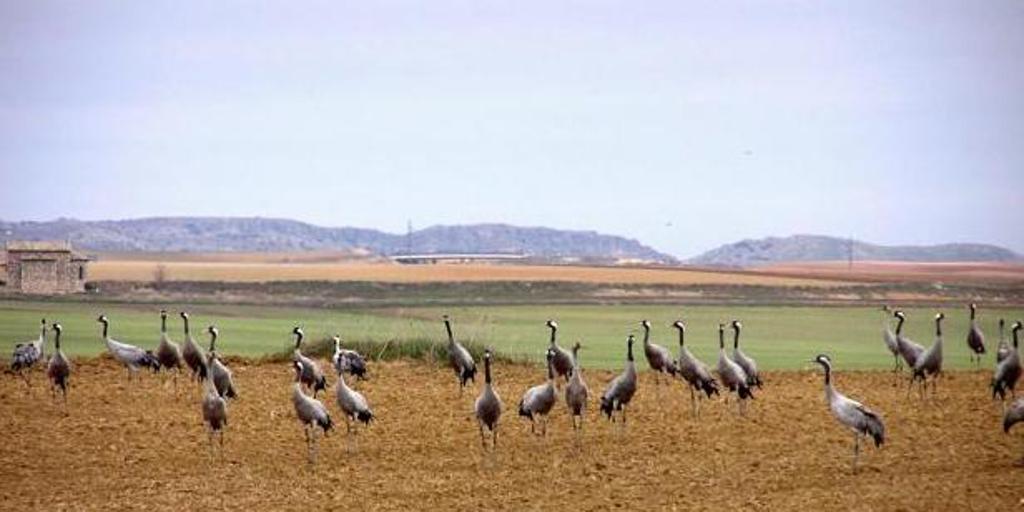 Más de 3,2 millones de euros para recuperar y ampliar la Laguna de El ...