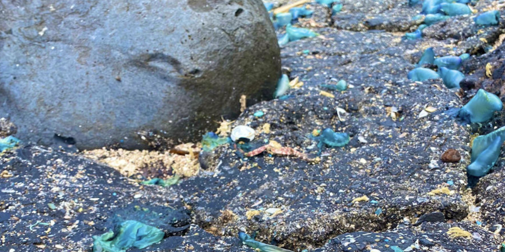 Qué es el 'Plastitar', la contaminación marina del siglo XXI que ya ha ...