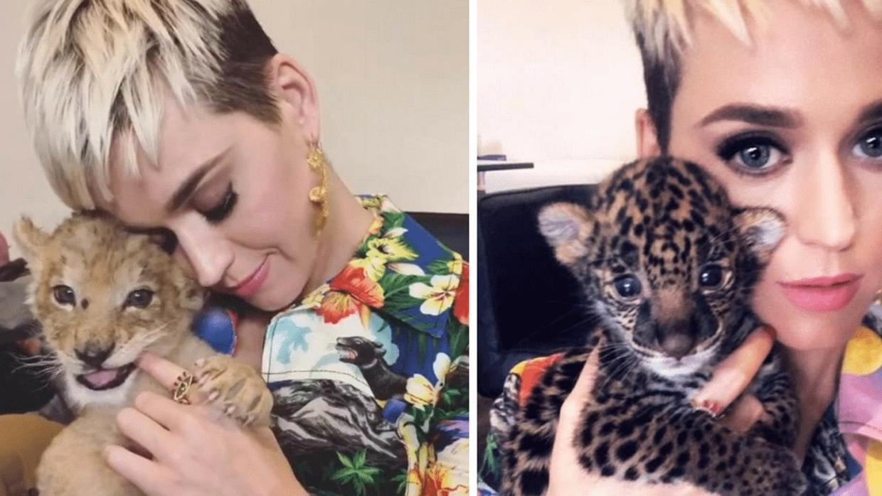 Katy Perry, acusada de abuso animal
