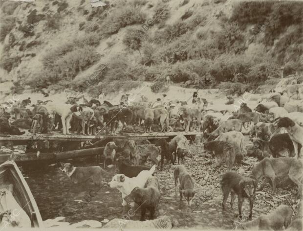 000 que han sido desterrados por el gobierno turco a la isla de ...