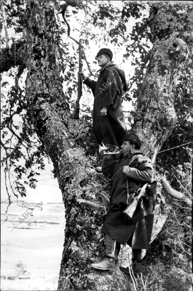 El Corneta, subido en un Arbol, desde donde se Ejerce un excelente ...