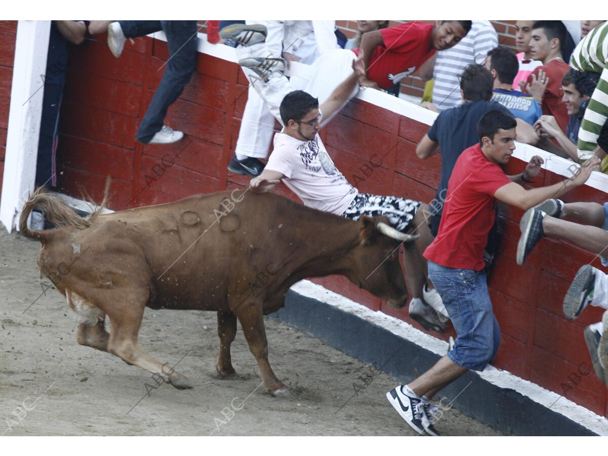 En la imagen , un toro corneando a un joven en la plaza de toros ...