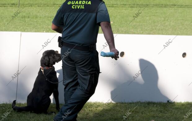 Escuela de adiestramiento de perros de la Guardia Civil - Archivo ABC