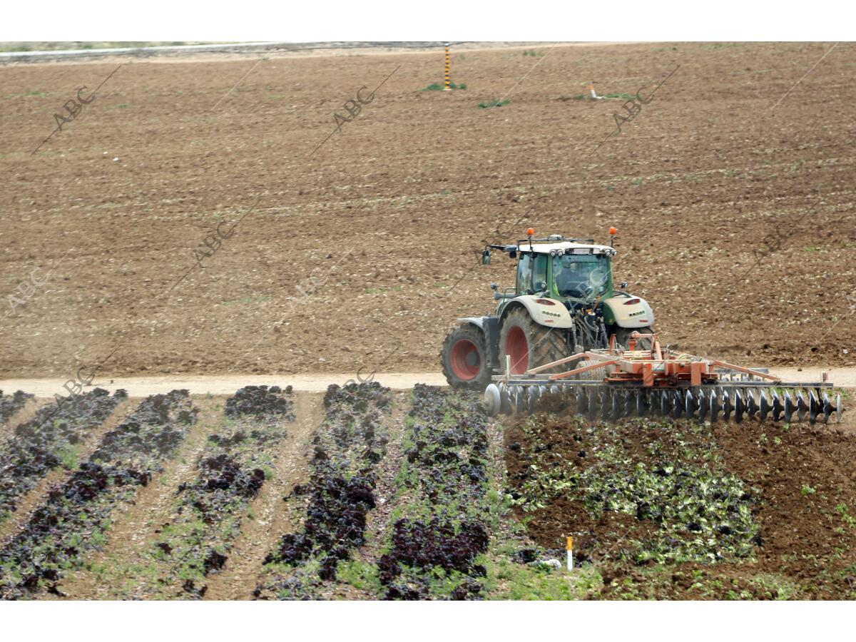 Cartagena (Murcia), 22/03/2016. Campos de Cultivo - Archivo ABC
