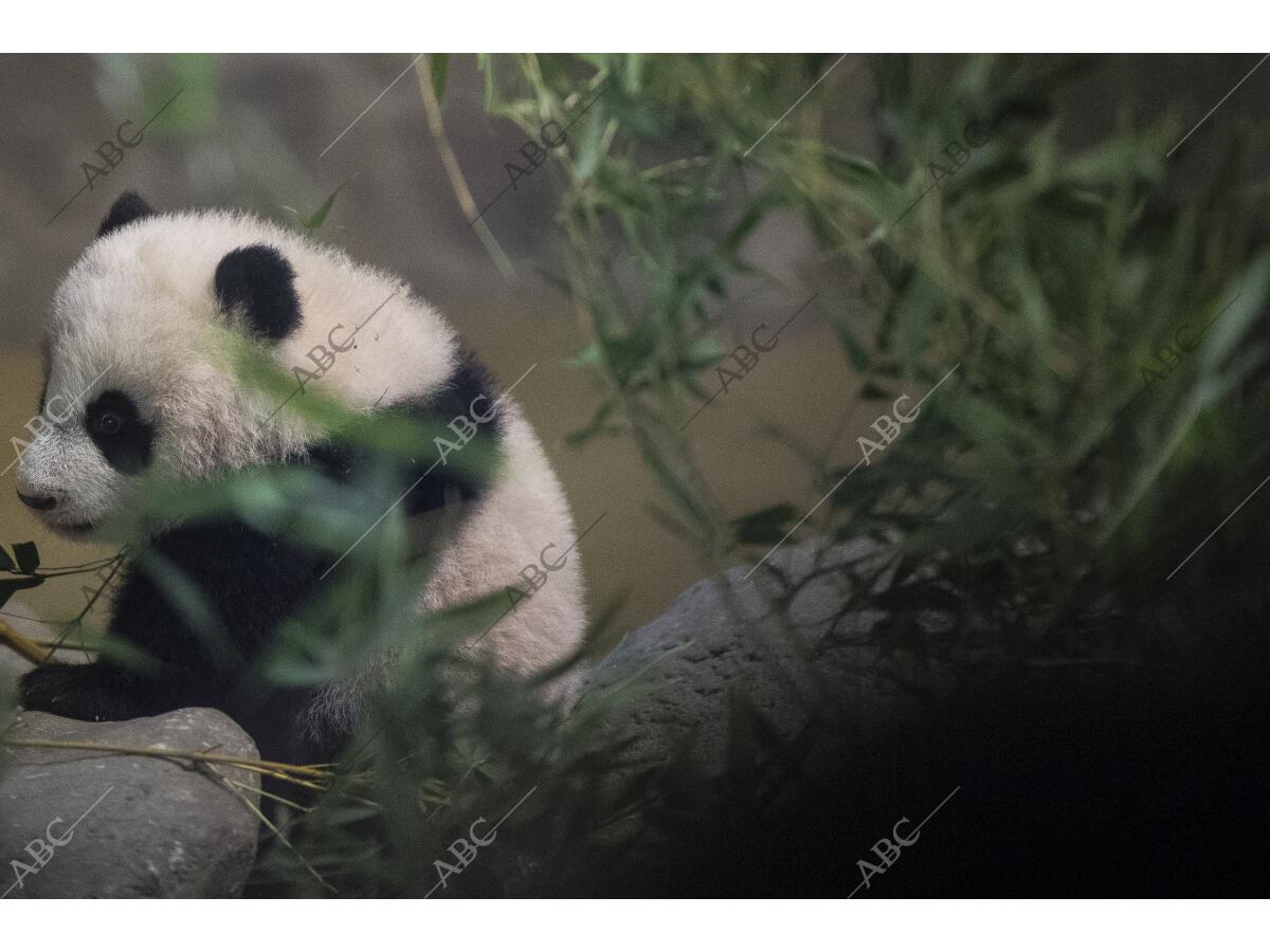 Presentación de la nueva cría de oso panda llamada «Chulina» - Archivo ABC