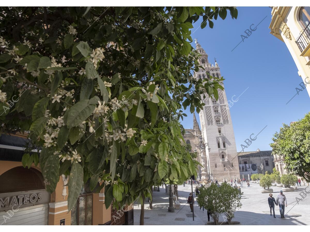 Llegada de la primavera a Sevilla con el azahar en los naranjos ...