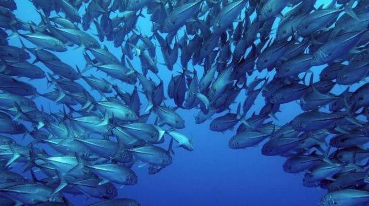 La flota española garantiza la trazabilidad del atún que captura en el ...