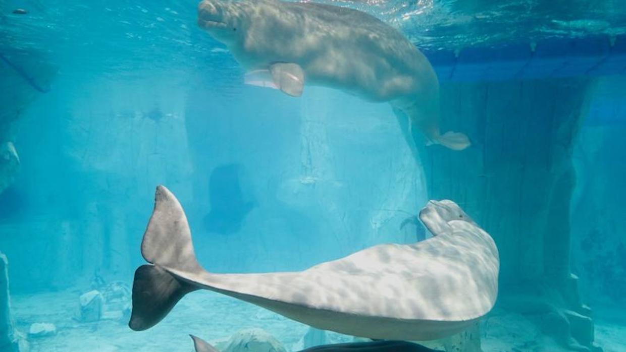 Vídeo: La primera familia de beluga que se puede ver en Europa vive en ...