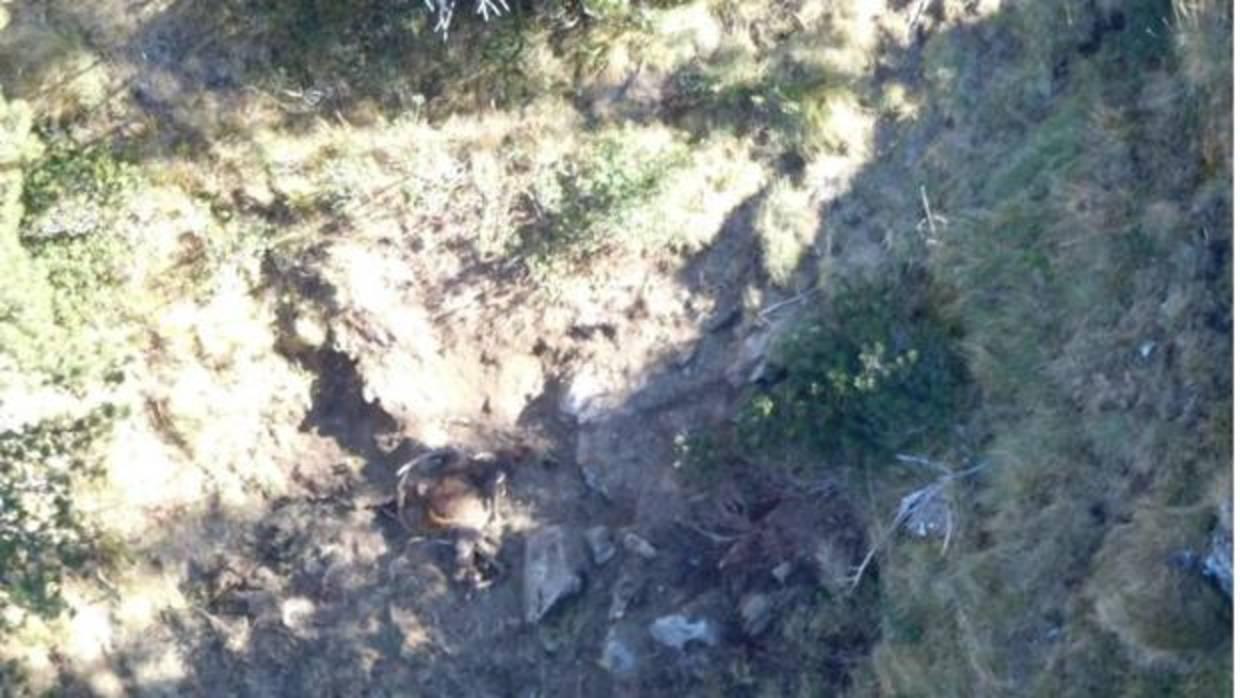 Descubren por qué no se movía el oso «Goiat»