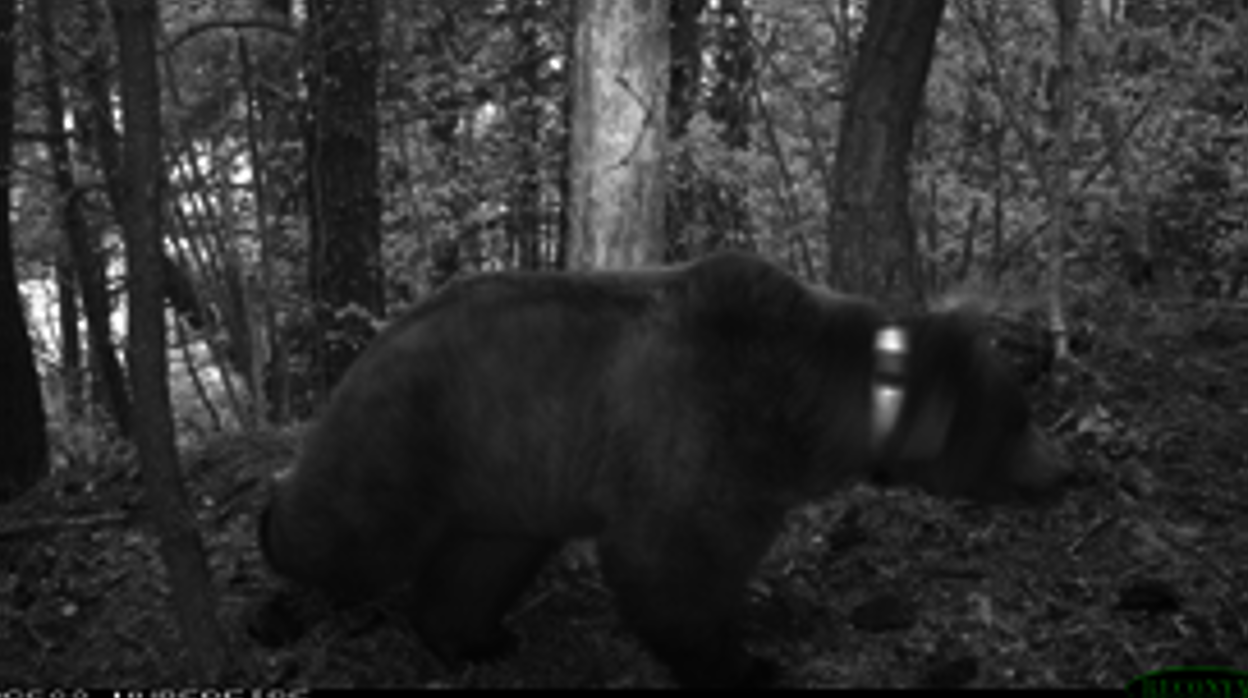 La voracidad del oso «Goiat»: 15 ataques a ganado en el Pirineo catalán ...