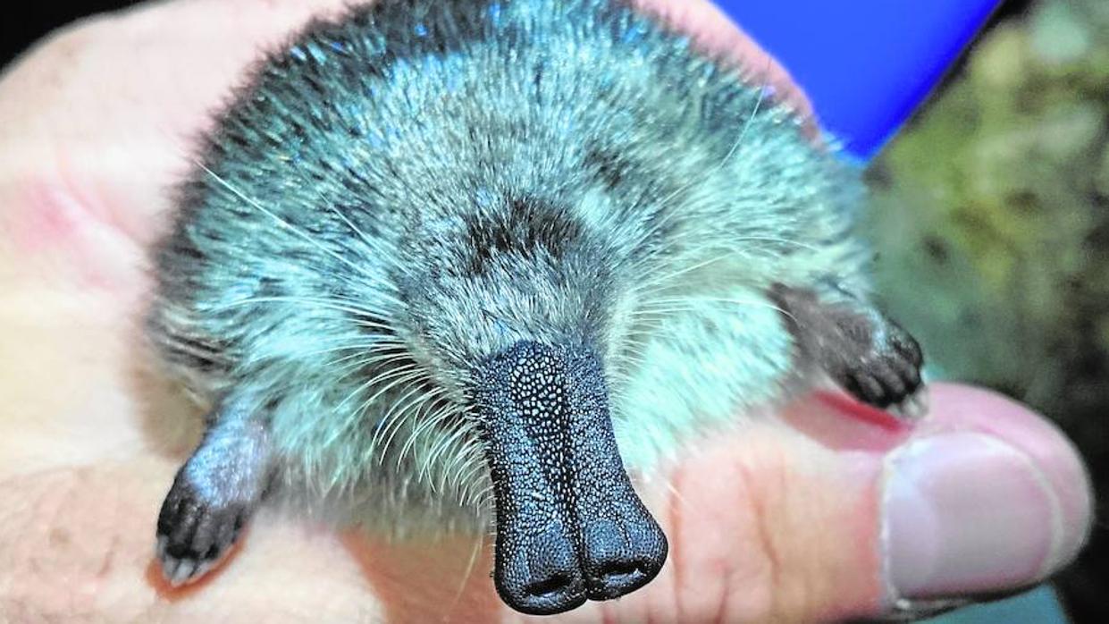 Desmán ibérico: bioindicador clave