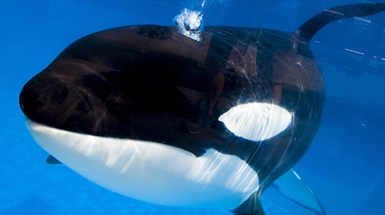 De forma repentina y sin conocer el océano: la trágica muerte de Kayla ...